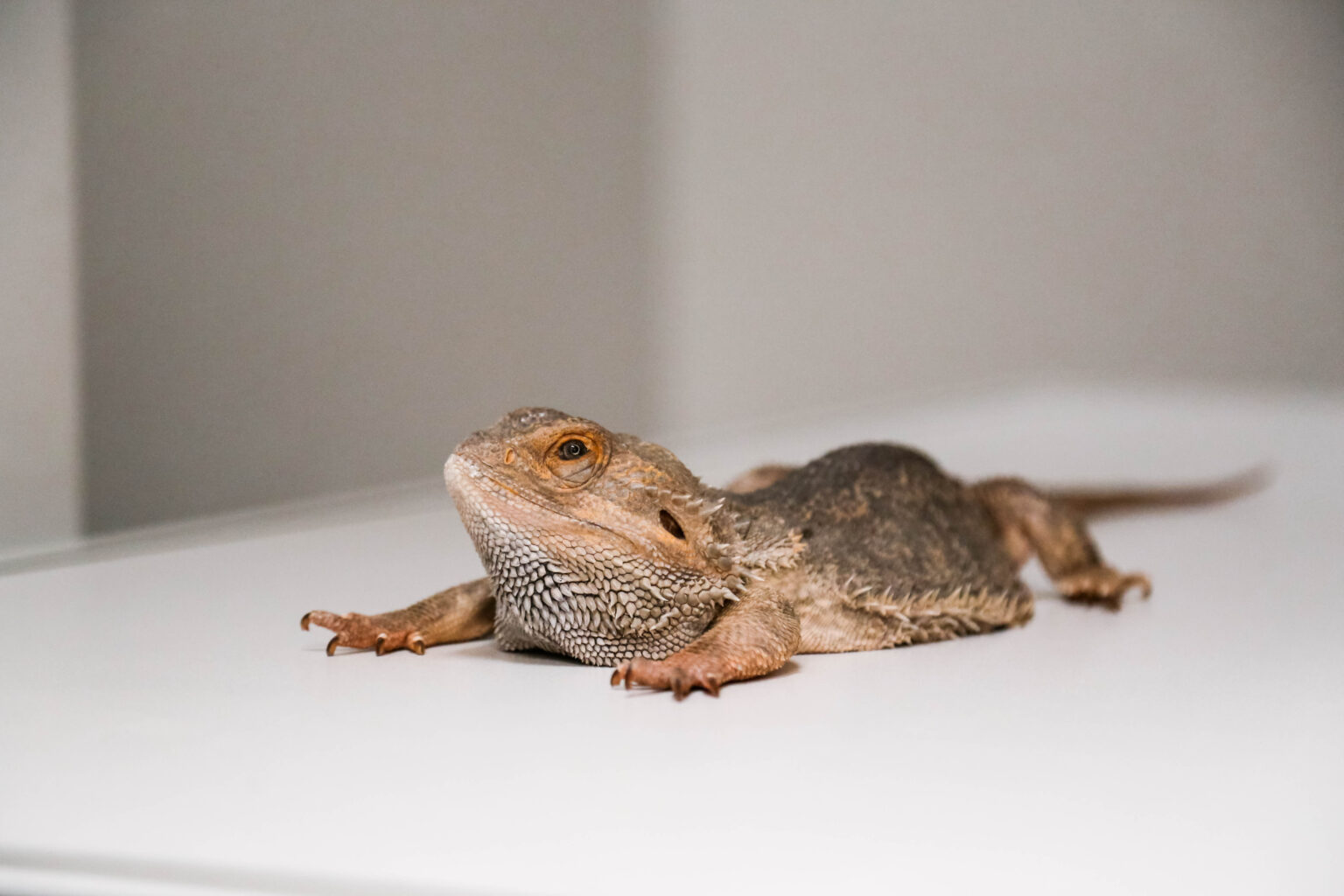 VIN Foundation Home - VIN Foundation